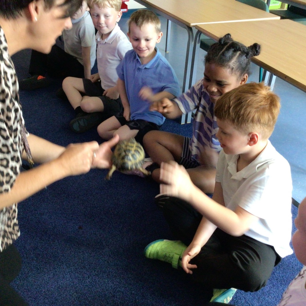 Tuition Medical Behaviour Support Service - Reggie the tortoise